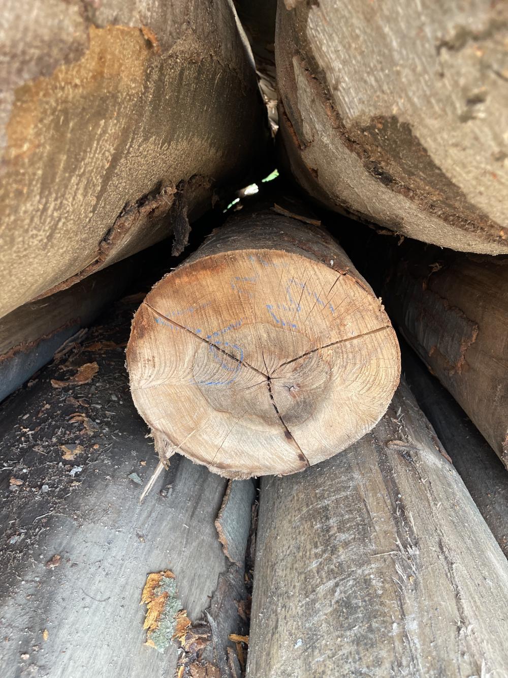 Bukev Furnirska hlodovina | Trd les | Hlodovina | SF WOOD, s. r. o.