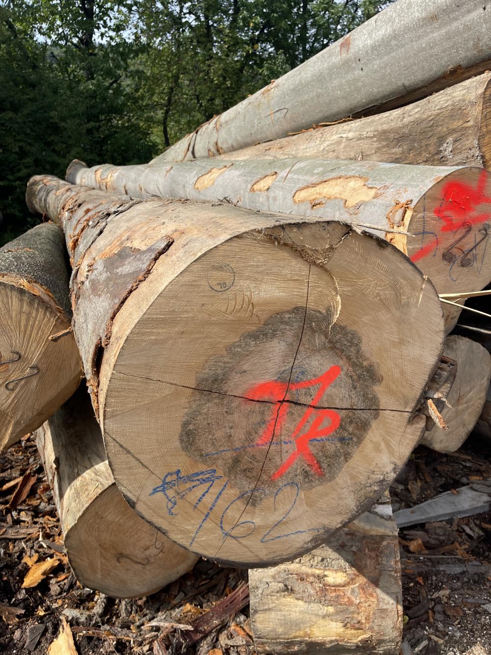 Bukev Furnirska hlodovina | Trd les | Hlodovina | SF WOOD, s. r. o.